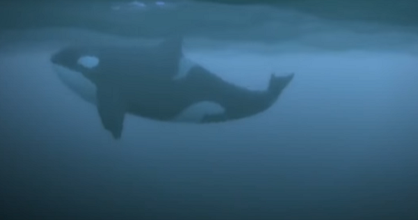 The Giant Whale In The Room- Proof That A Group In Society Has Lost ...