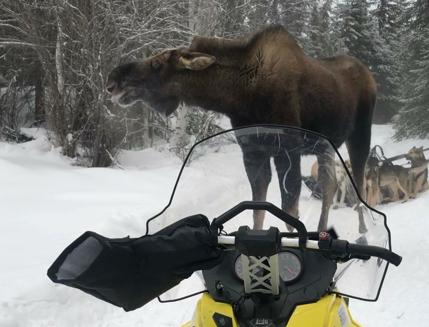 Déjà vu…All Over Again as Iditarod Musher Forced to Shoot Moose ...
